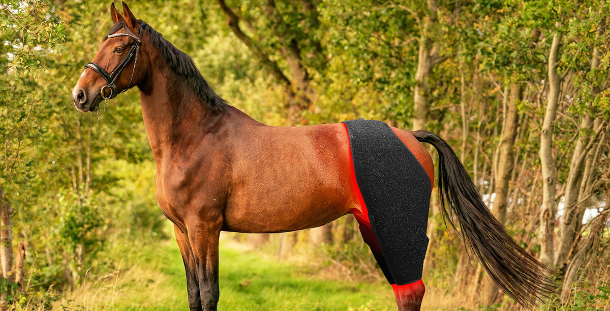 Wound Healing in Horses: Equine Light Therapy Wraps – Lukirch®