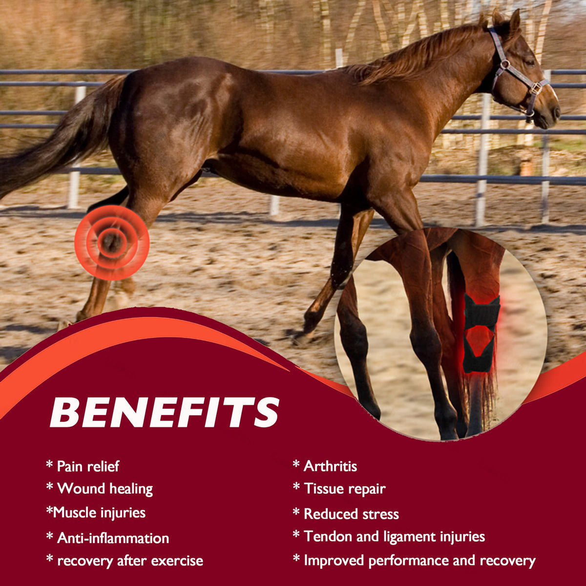 Equine Red Infrared Light Therapy for Horse Hock | LED Joint Therapy ...